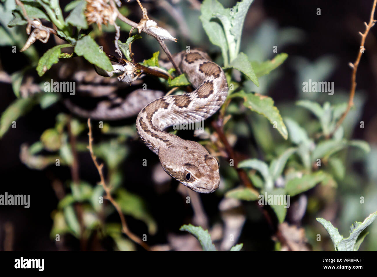 Mojave Rattlesnake in Arizona Desert - Venomous Pit Viper Snake Stock ...