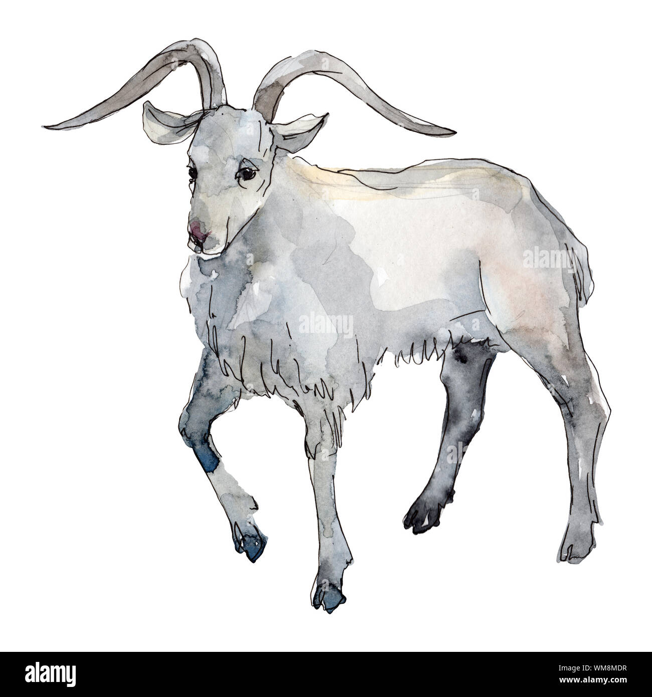 Goat farm animal isolated. Watercolor background illustration set ...