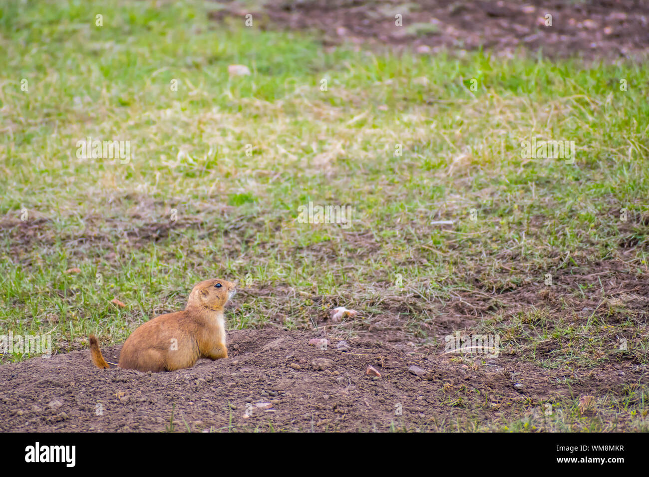 Wind cave national park and wildlife hi-res stock photography and ...