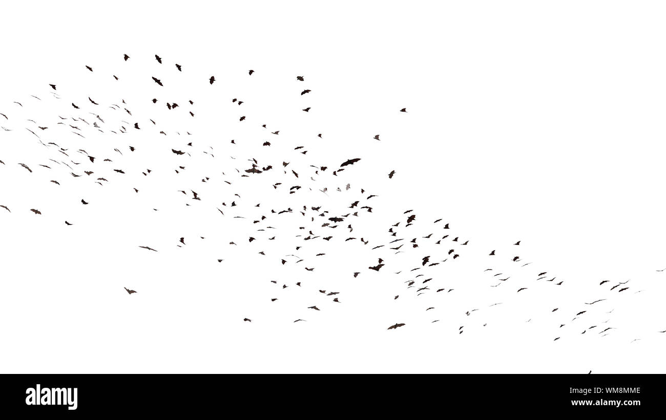 large group of flying foxes, mega bats isolated on white background ...