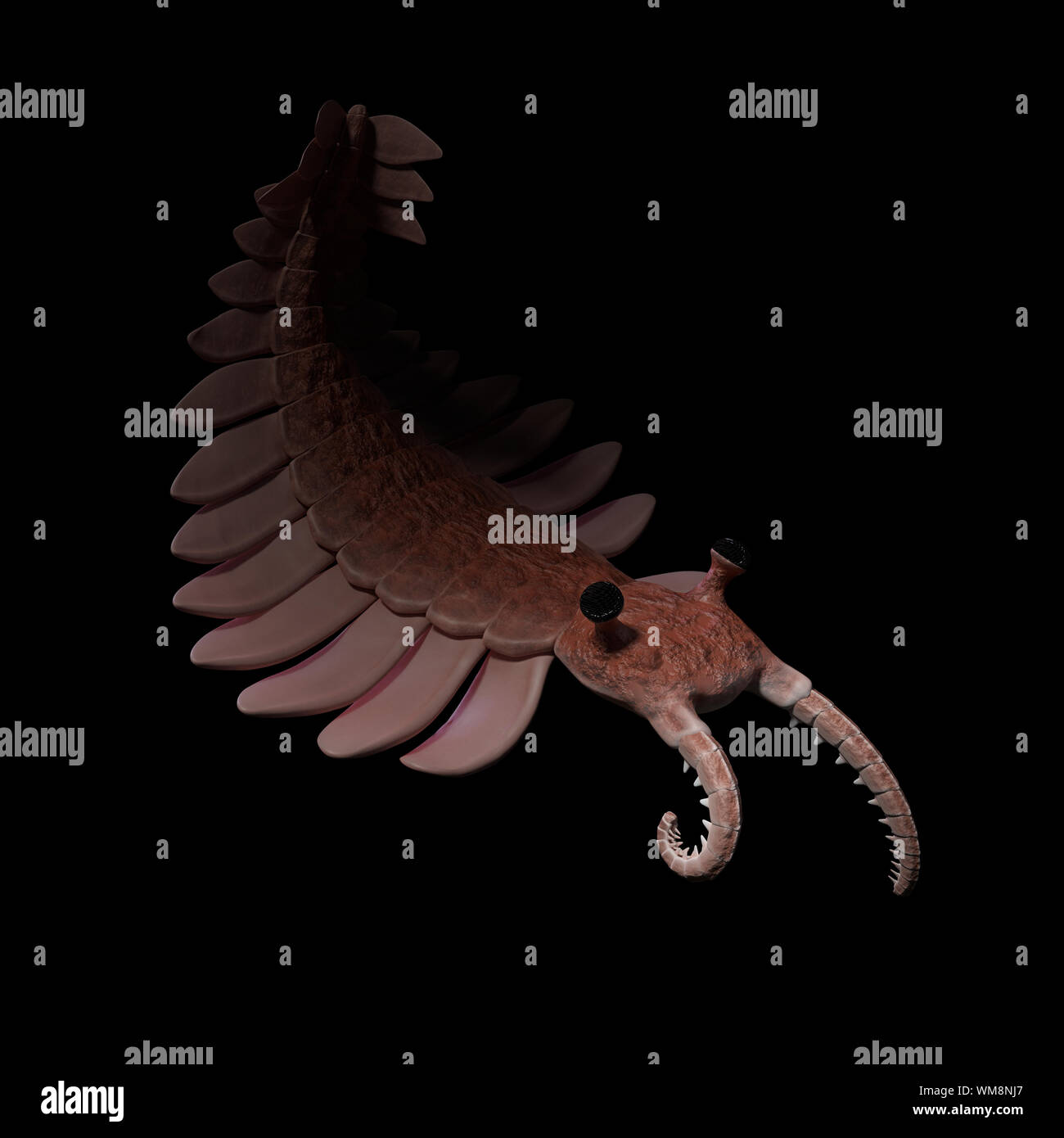 Anomalocaris hi-res stock photography and images - Alamy