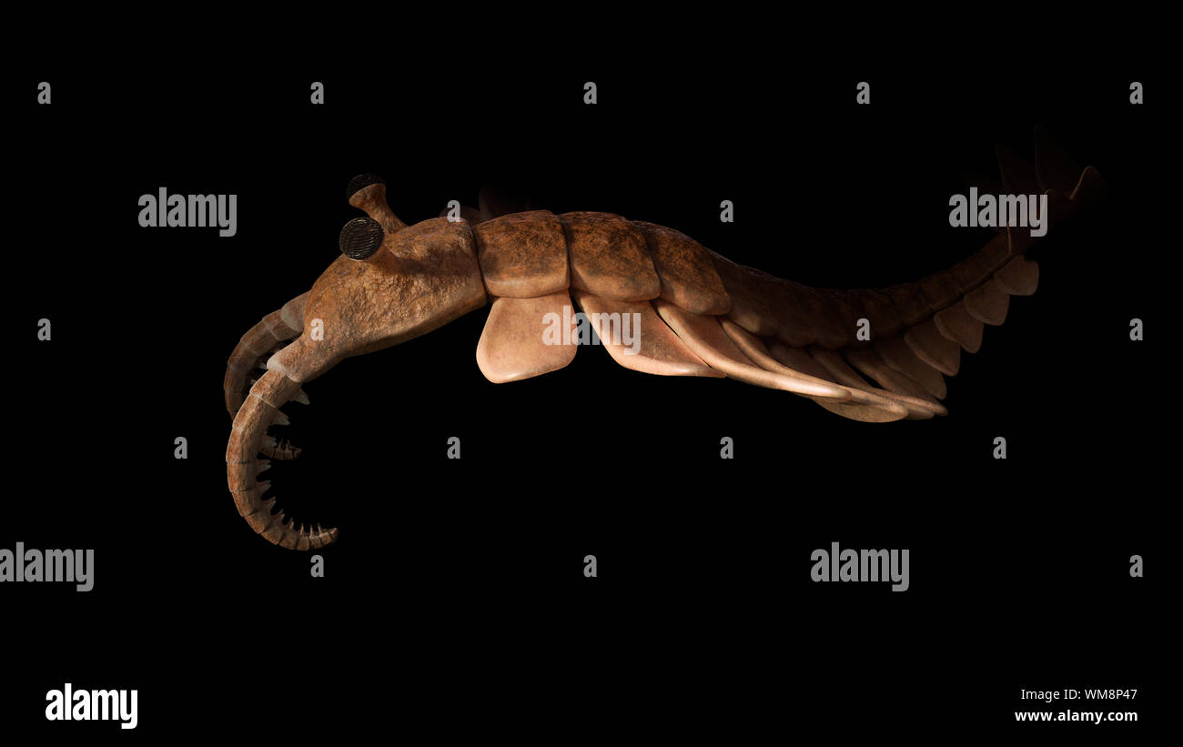 Anomalocaris canadensis hi-res stock photography and images - Alamy