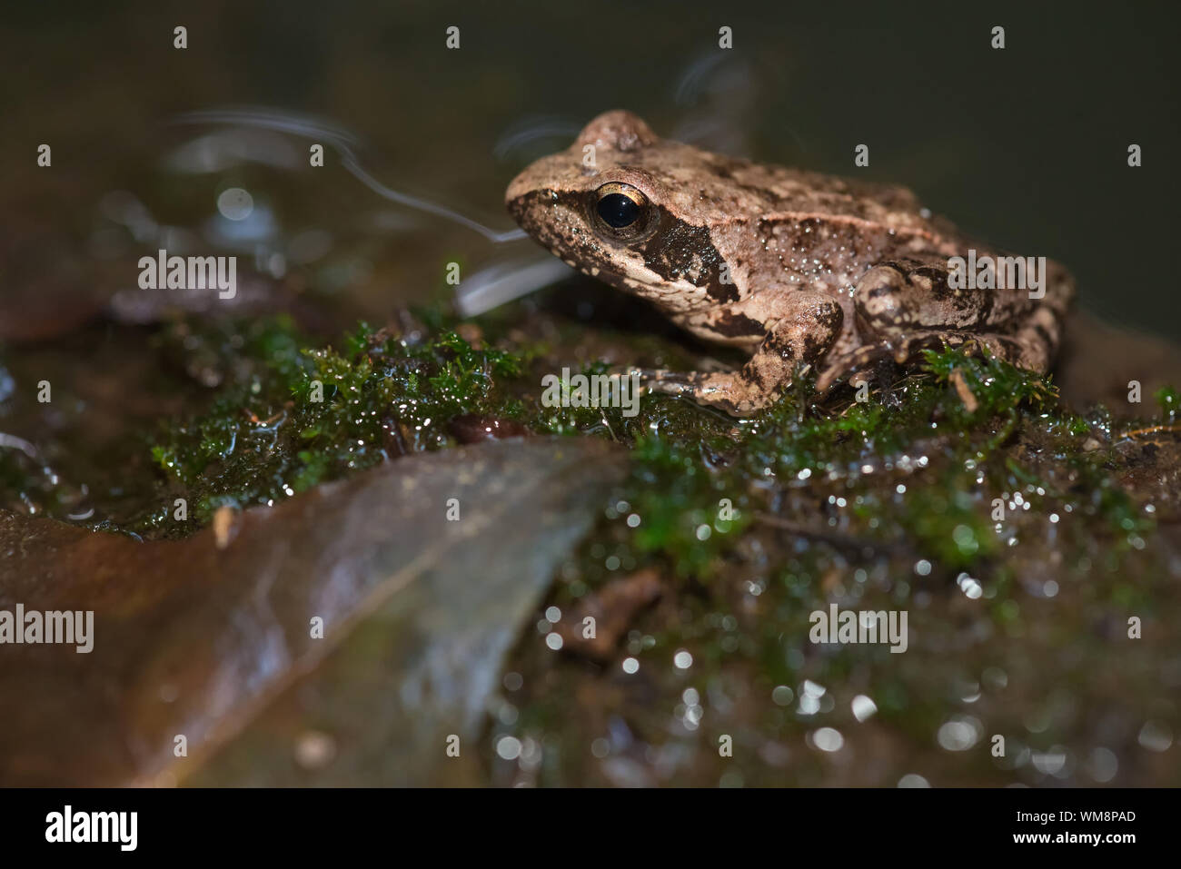 Wet frog hi-res stock photography and images - Alamy