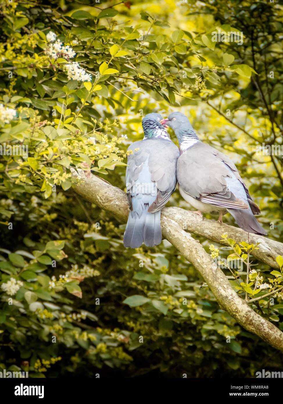 Pigeons love hi-res stock photography and images - Alamy