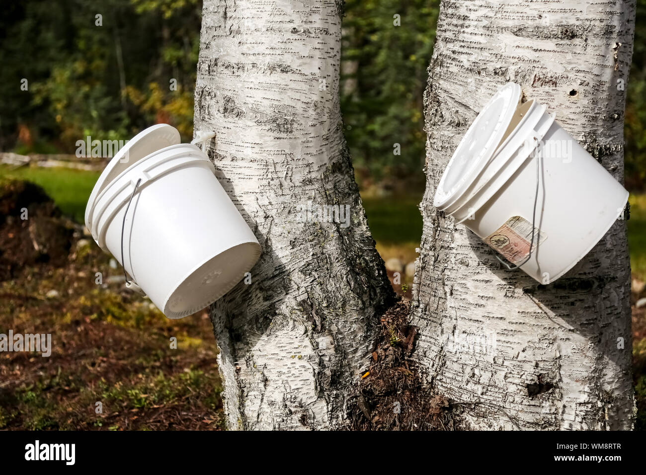 Alaska birch syrup extraction, Talkeetna, Alaska Stock Photo - Alamy