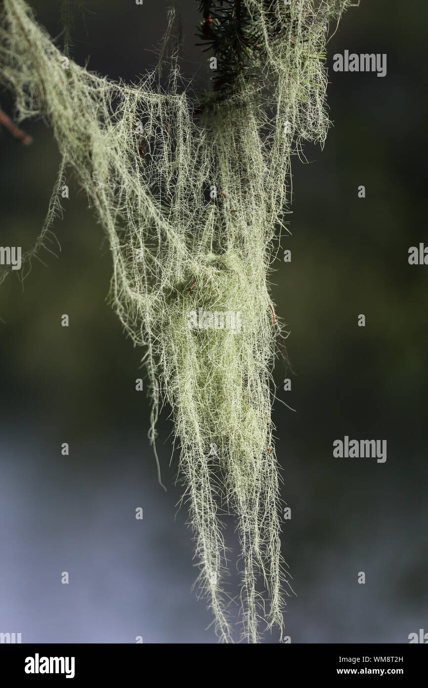 Spanish moss in light, dark background, Talkeetna, Alaska Stock Photo ...