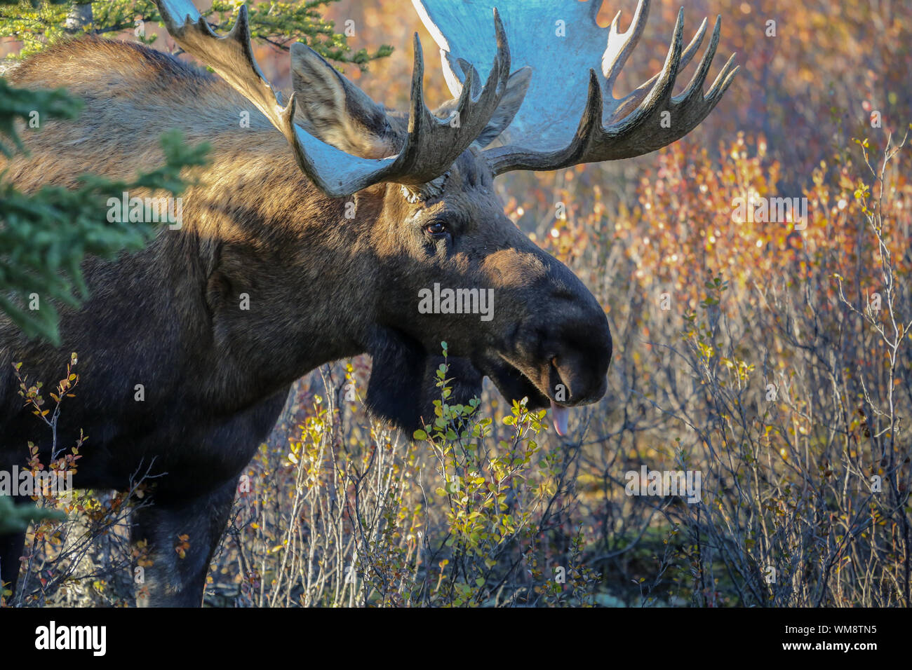 Profile of an impressive male Moose, looking up, in the late afternoon ...