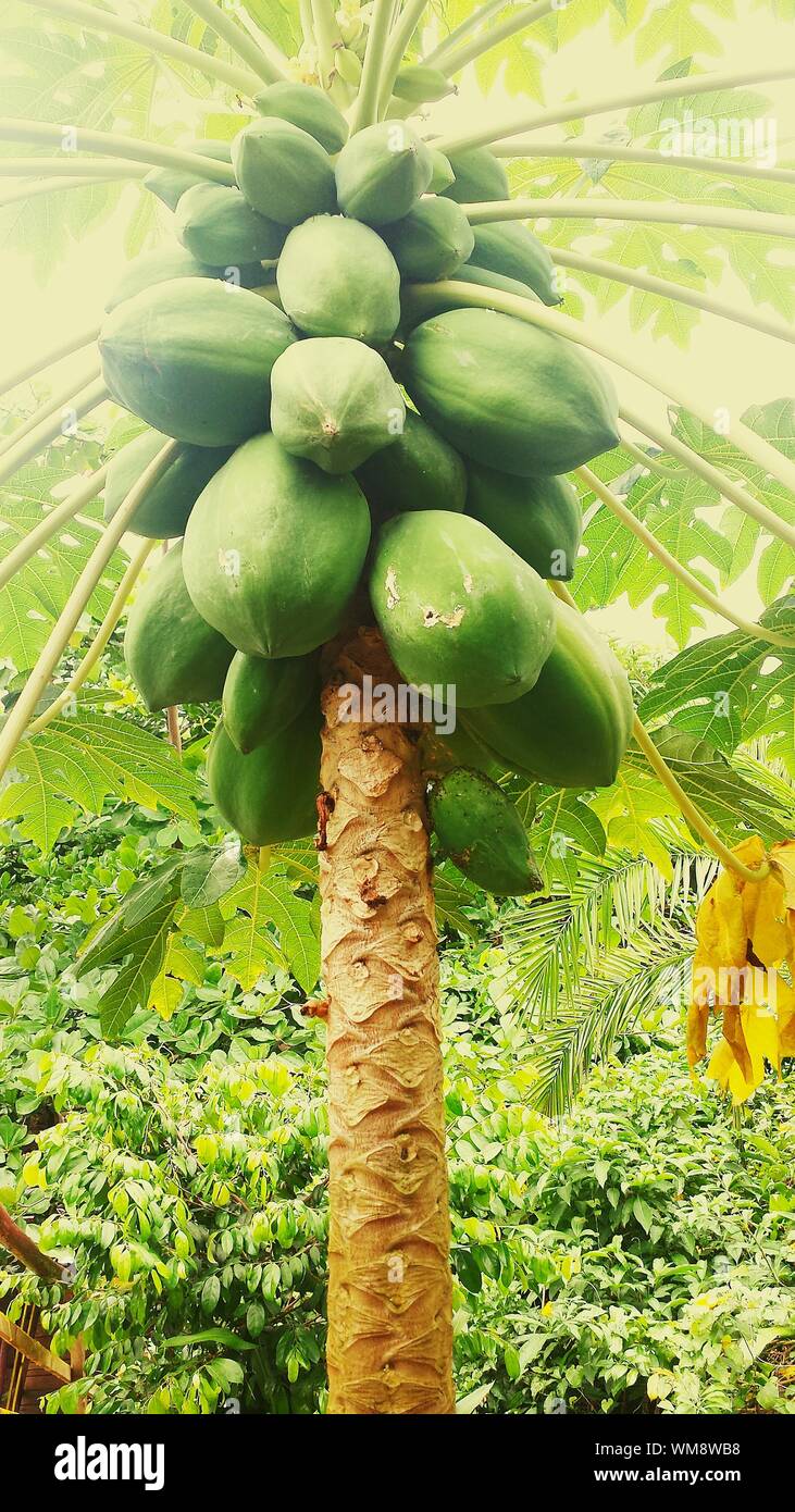Low hanging fruits hi-res stock photography and images - Alamy