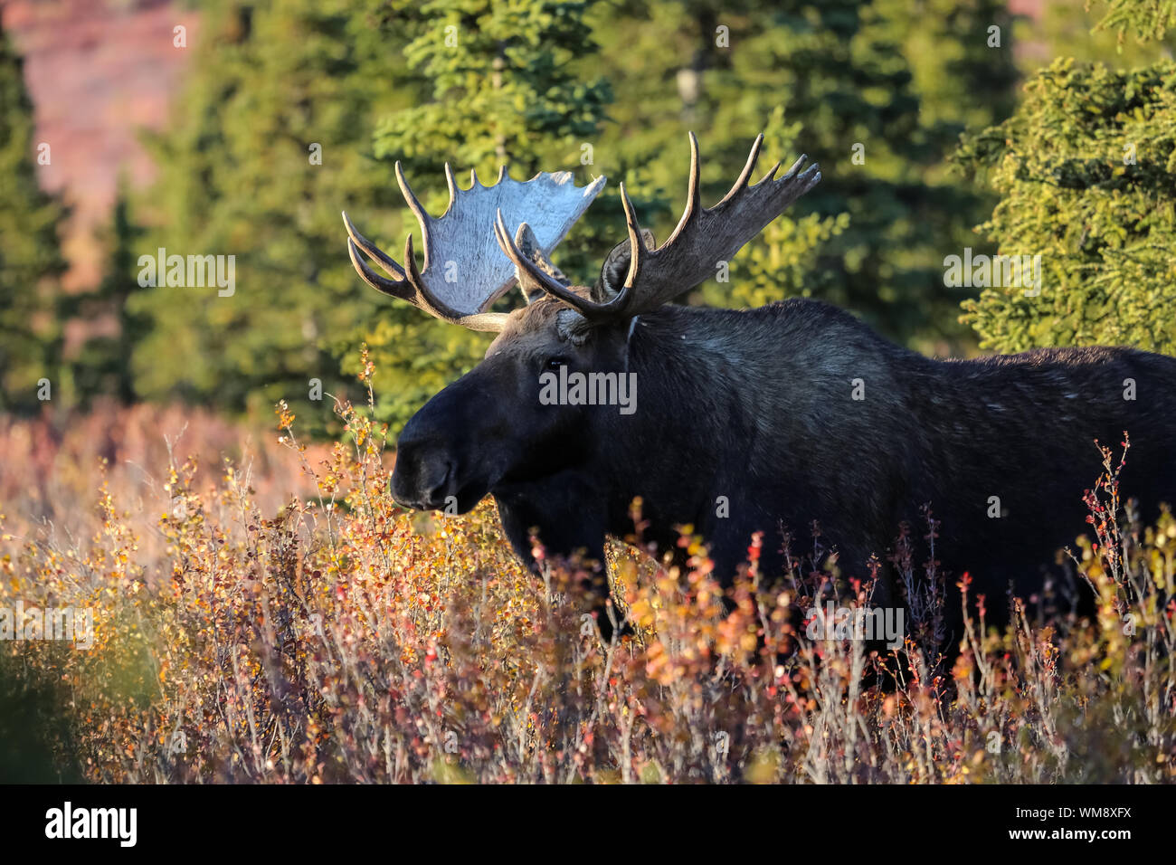 Close up moose nose hi-res stock photography and images - Alamy