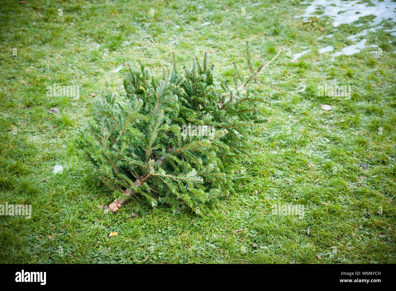 Christmas tree fallen over hi-res stock photography and images - Alamy
