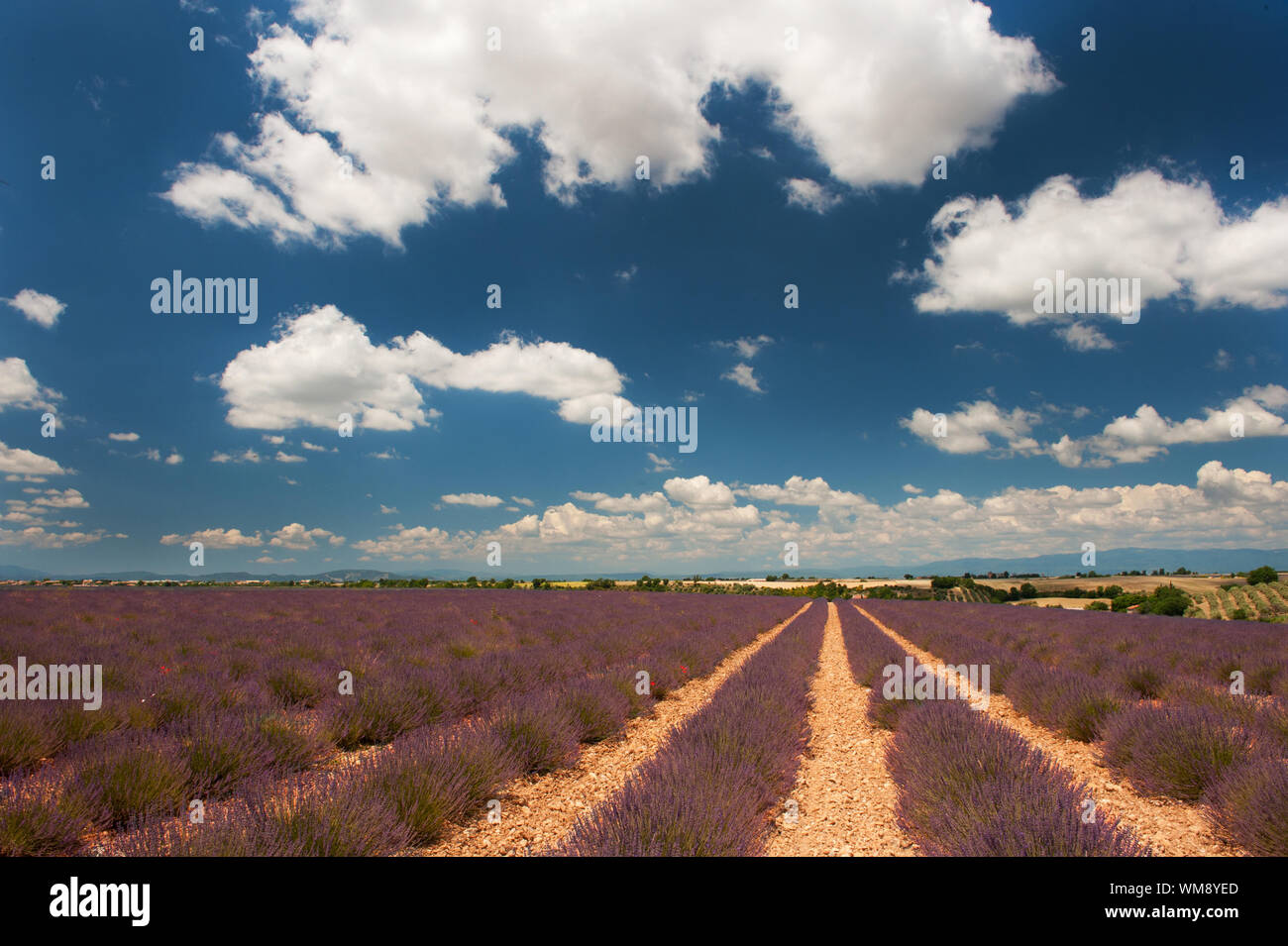 Landscape with Lavender fields in the French south Provence Stock Photo ...