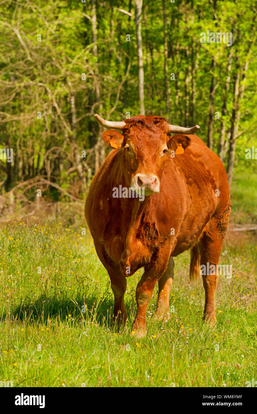 Brown Limousin cow as typical breed in France Stock Photo - Alamy