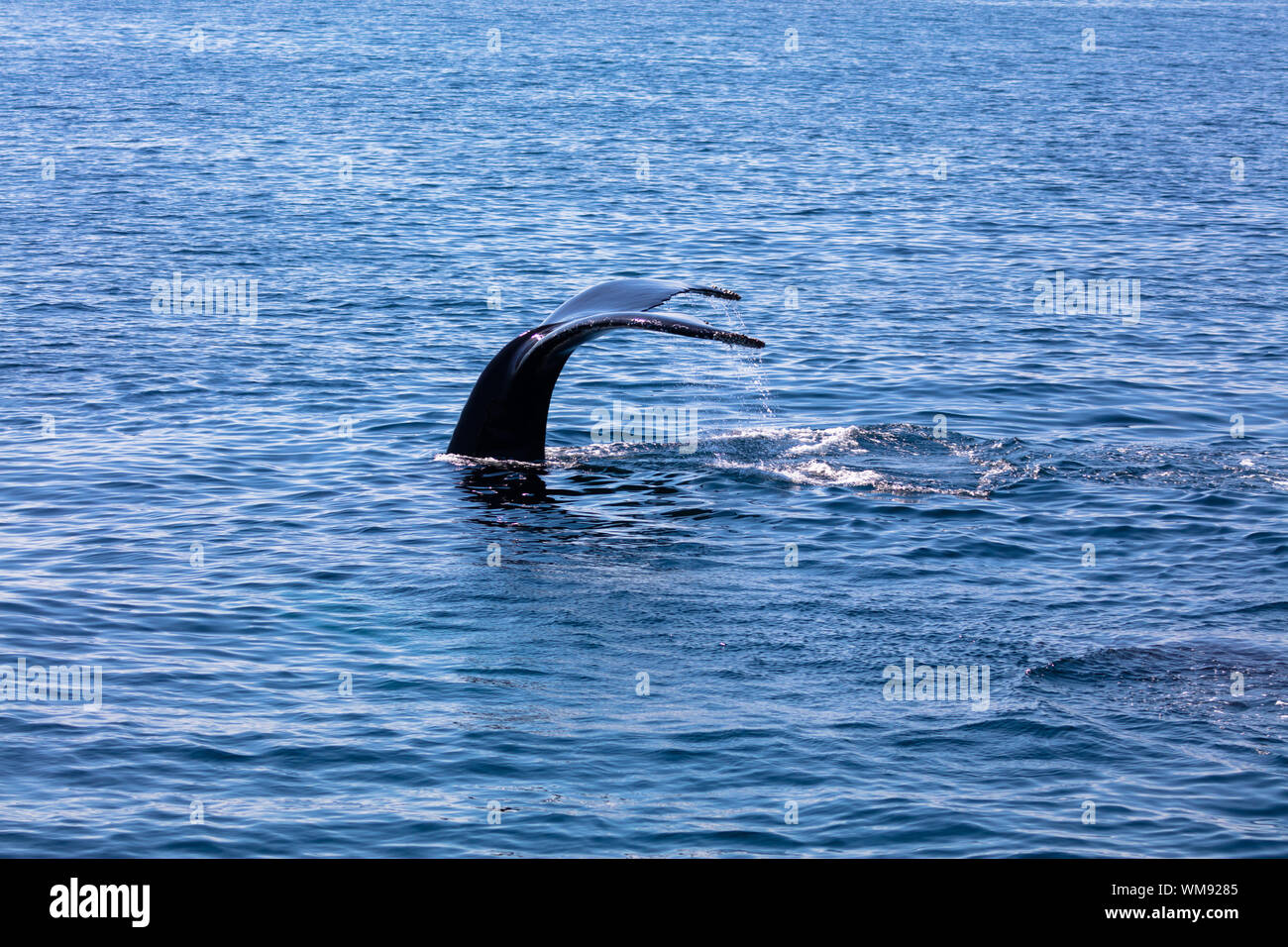 Fish tail swimming hi-res stock photography and images - Alamy