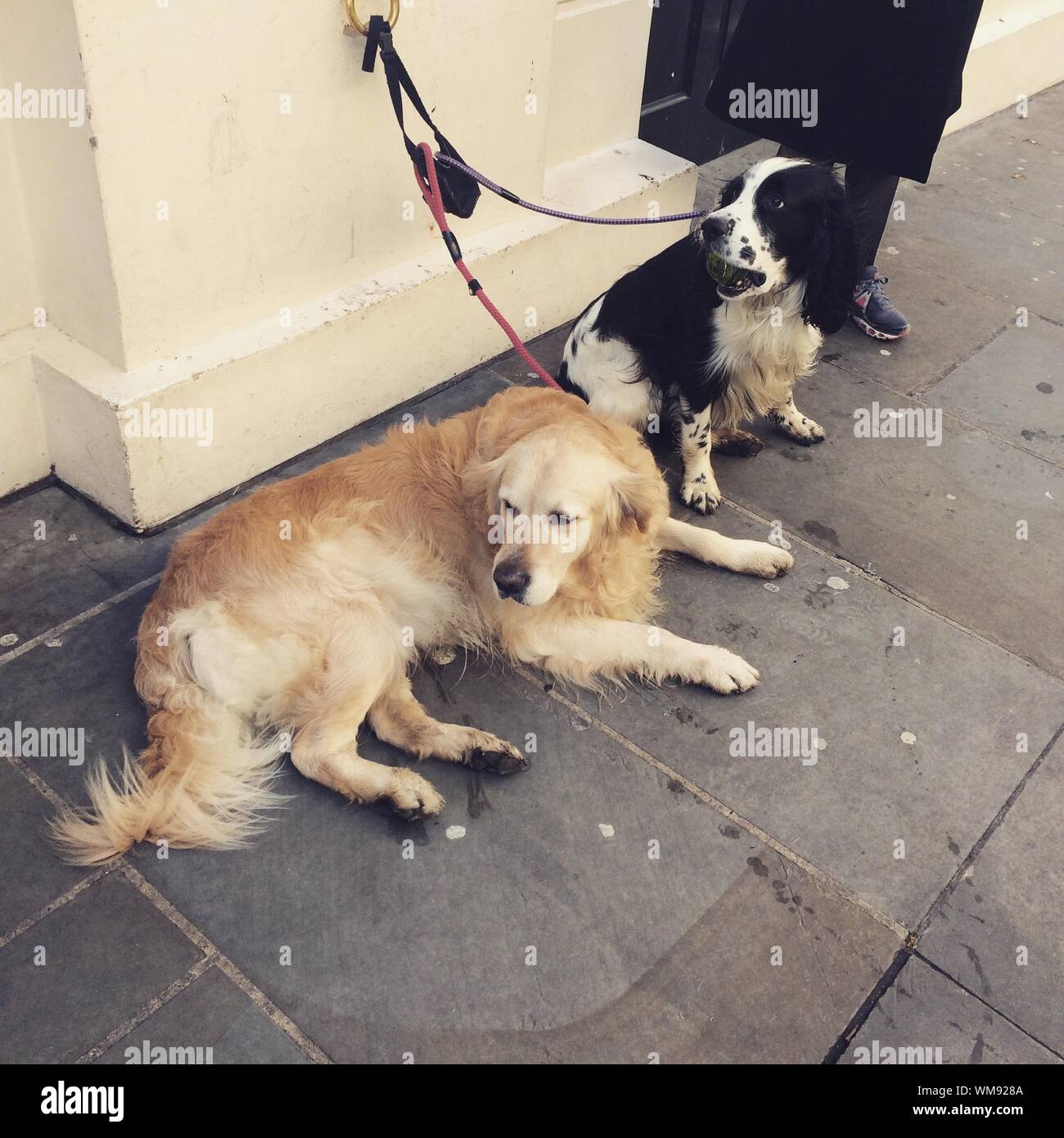 Two dogs waiting hi-res stock photography and images - Alamy