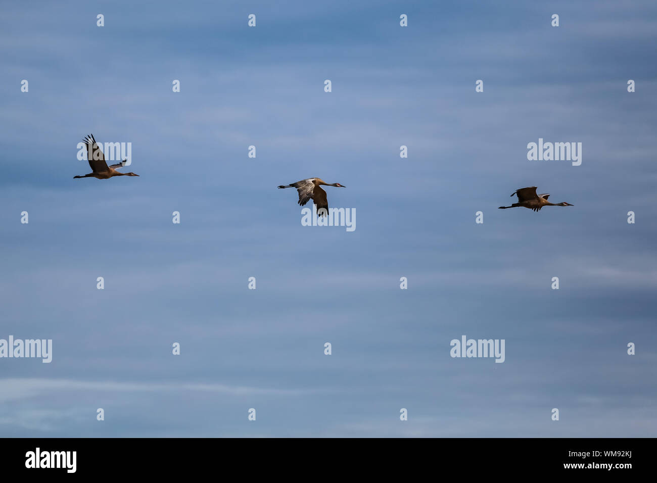 Creamers field migratory waterfowl refuge hi-res stock photography and ...