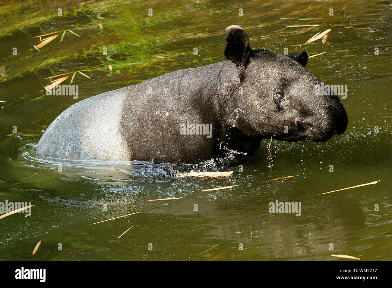 Water tapir hi-res stock photography and images - Alamy