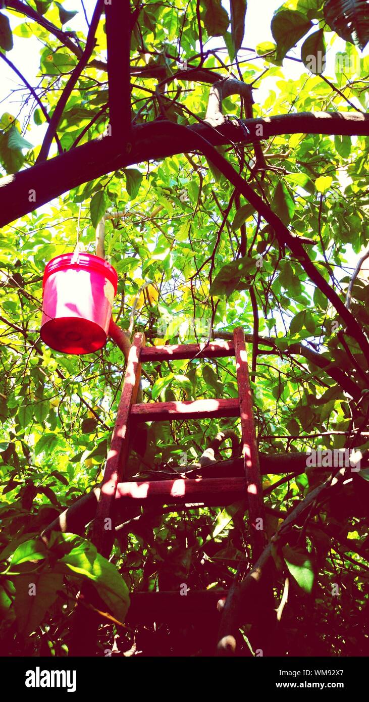 Bucket tree hi-res stock photography and images - Alamy
