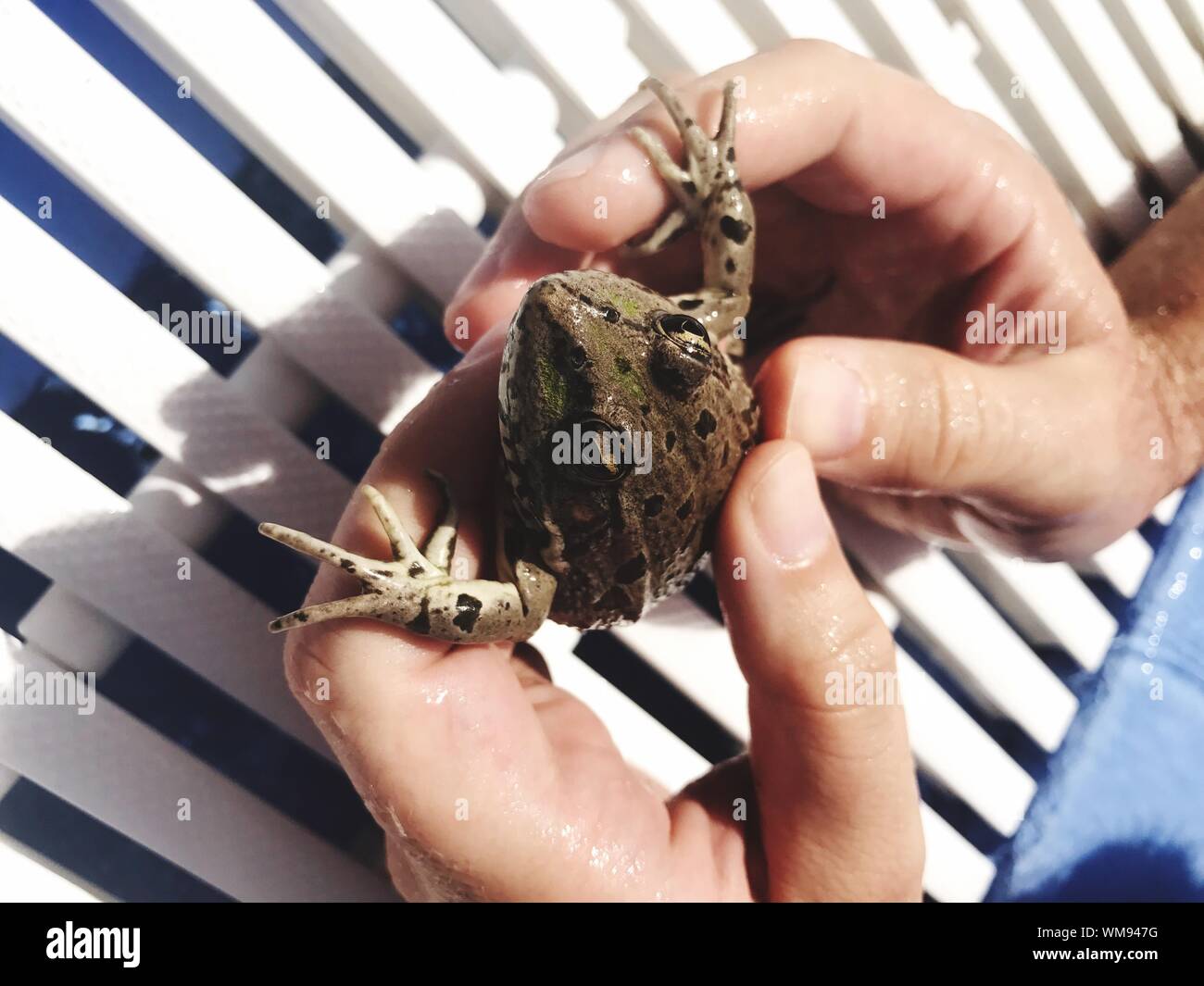 A hand holding a frog hi-res stock photography and images - Alamy