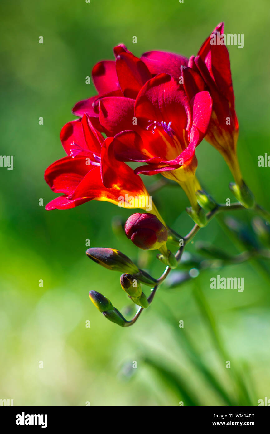 red freesia in the garden Stock Photo - Alamy