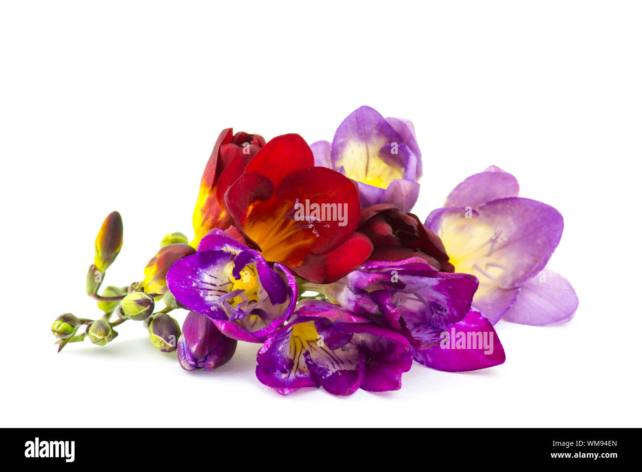 Blooming Freesia. Isolated on white background Stock Photo - Alamy