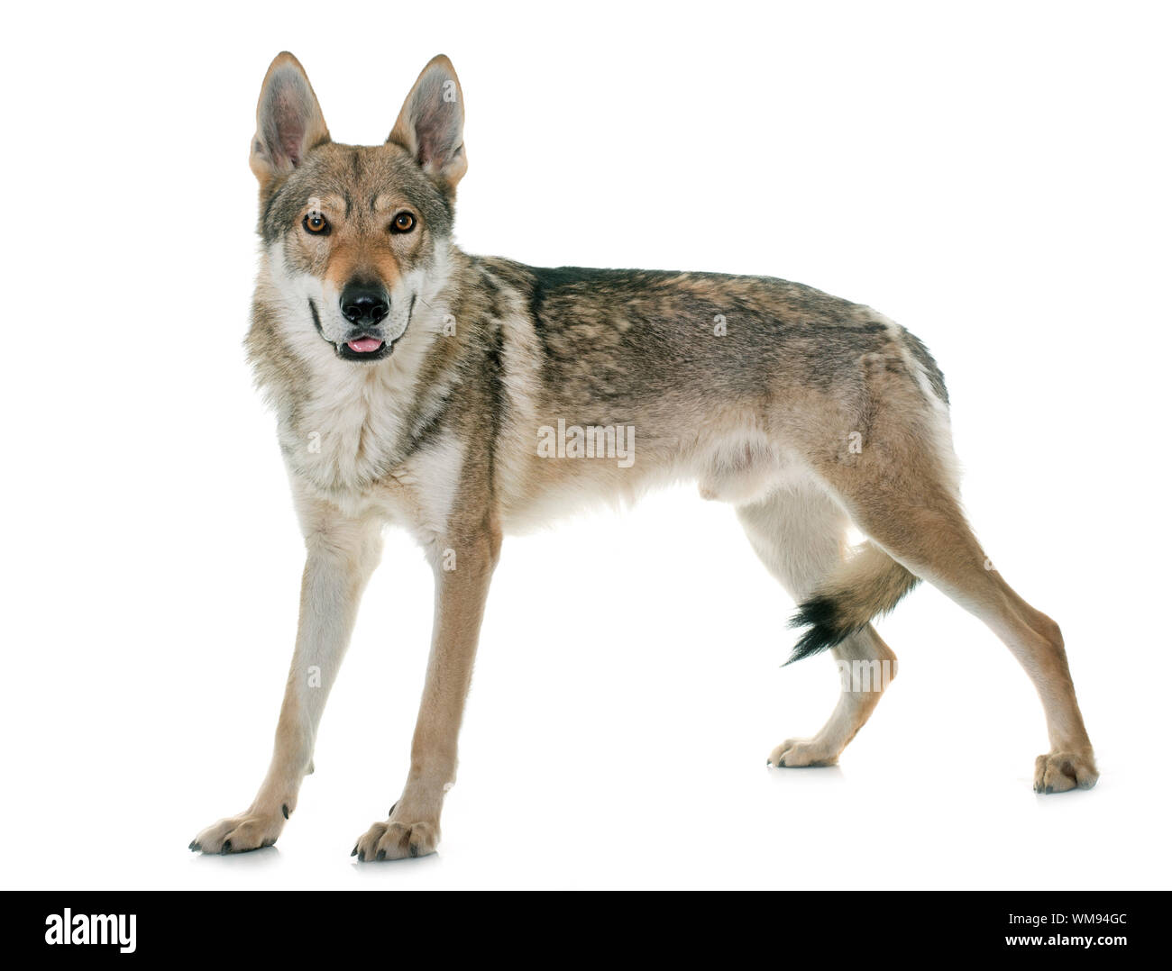 Portrait view Cut Out Stock Images & Pictures - Alamy