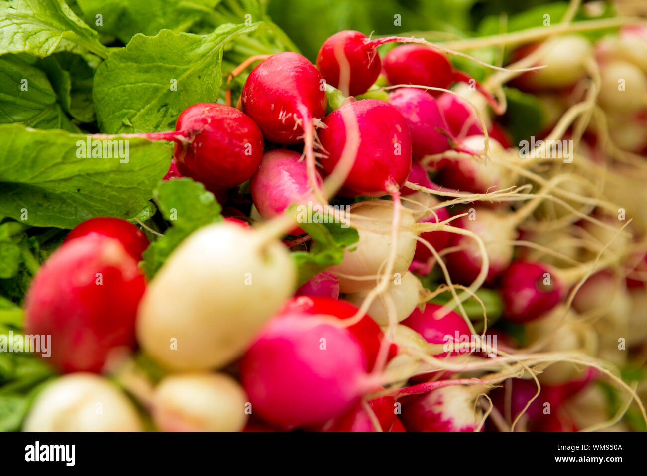 Organic radishes from a local market Stock Photo - Alamy