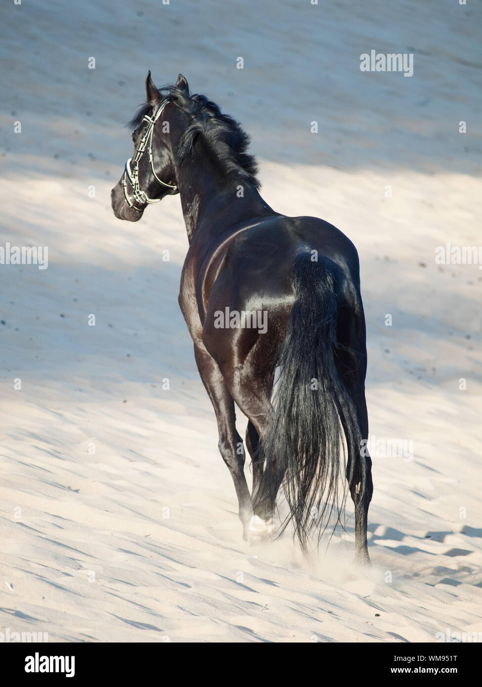 Rear of horse hi-res stock photography and images - Alamy