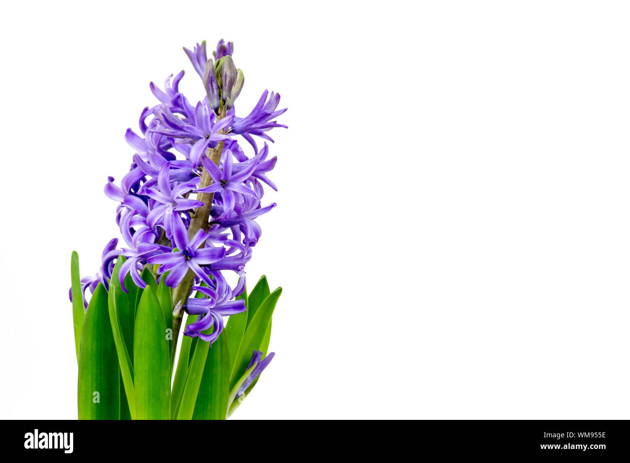 Purple hyacinthus flower Cut Out Stock Images & Pictures - Alamy