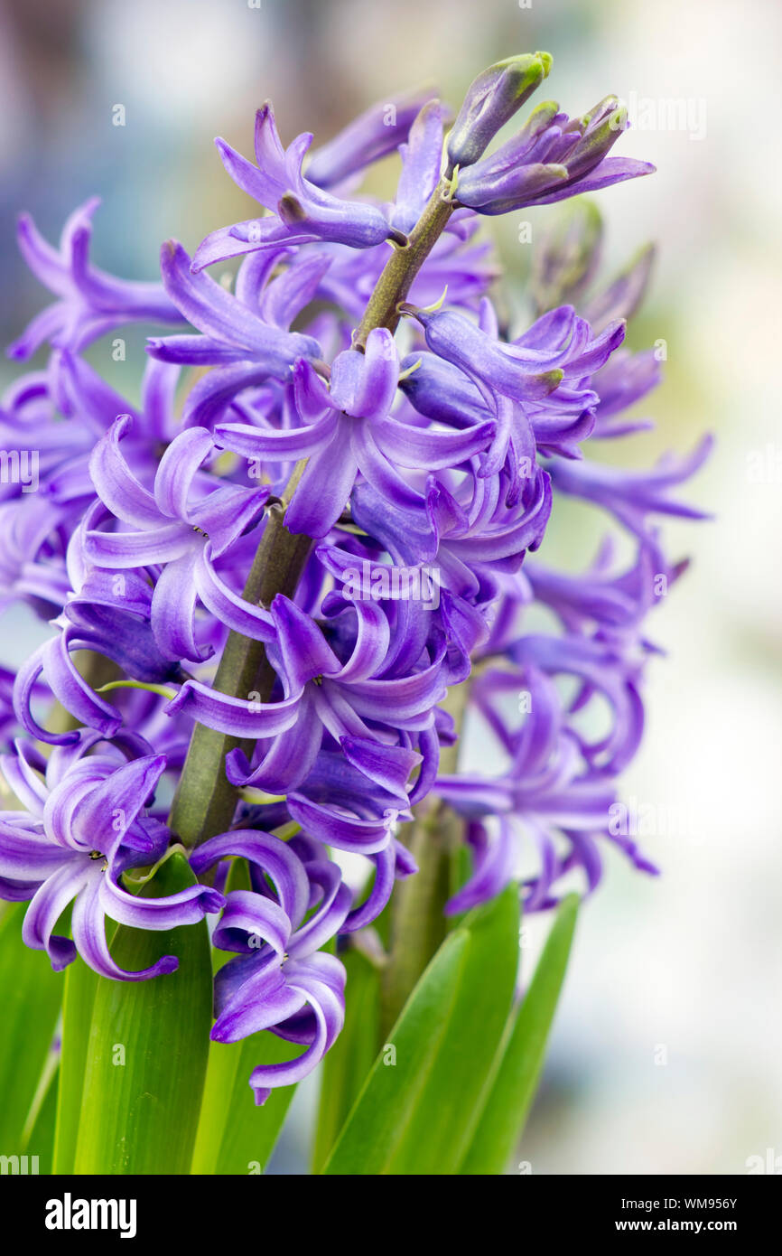 blooming hyacinth flowers (hyacinthus Stock Photo - Alamy