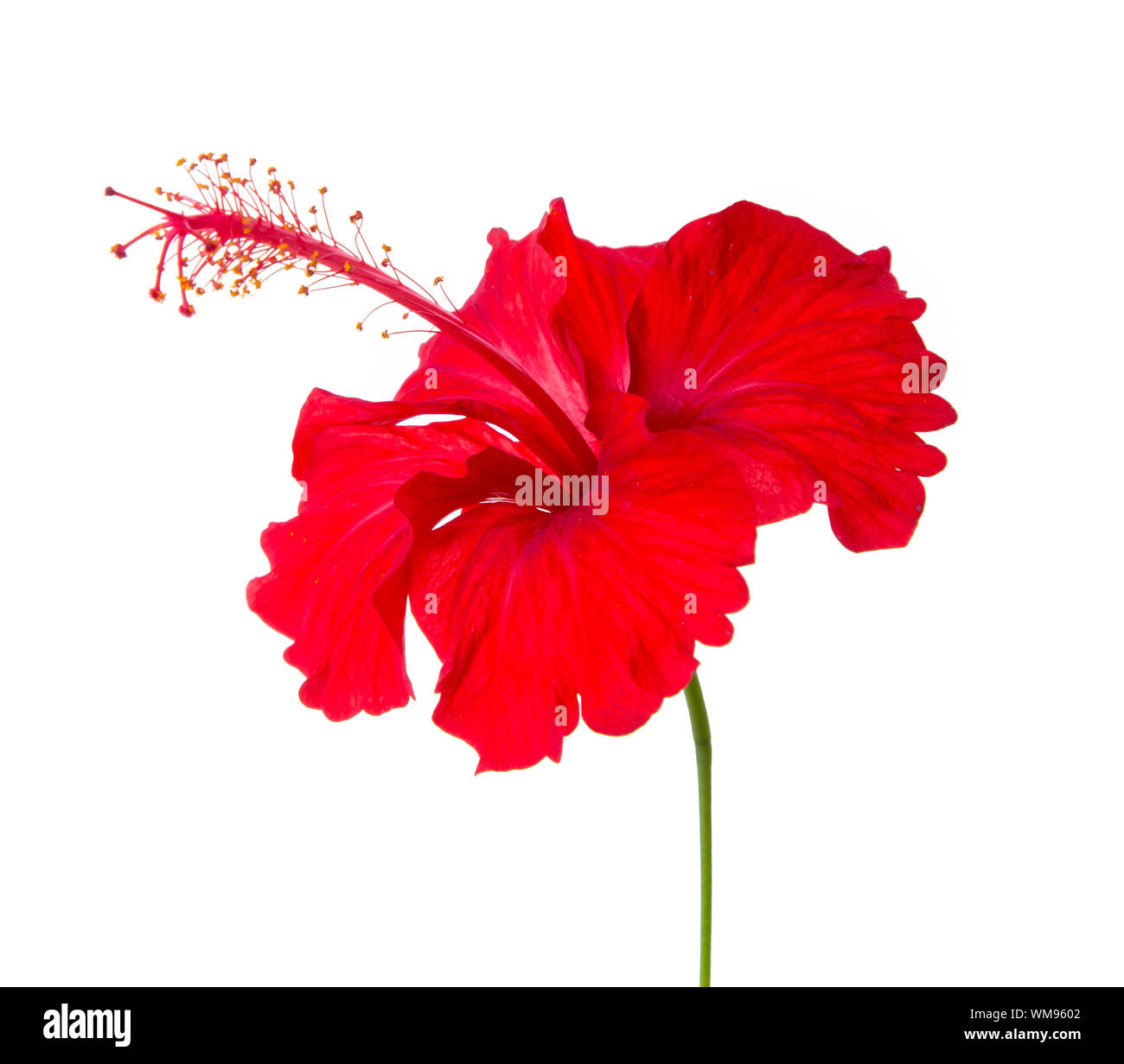 Close-up Of Red Hibiscus Against White Background Stock Photo - Alamy