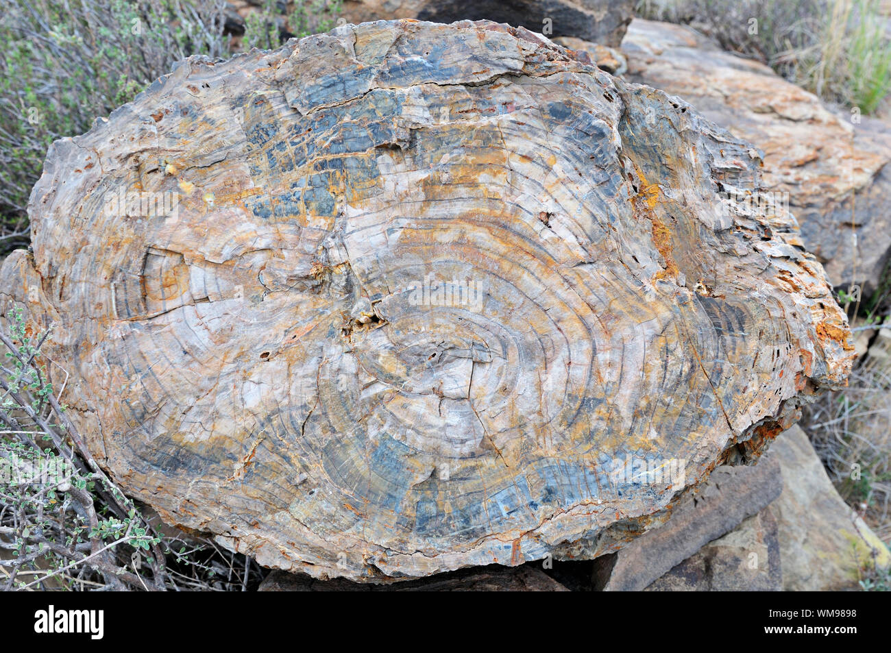 Petrified tree stump next to the fossil trail in the Karoo National ...