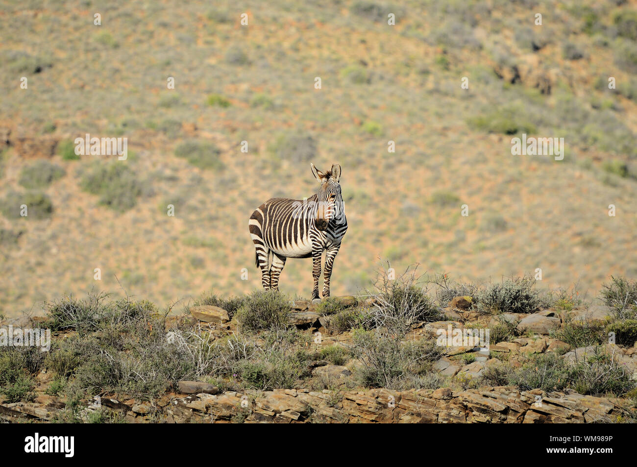 Cape Mountain Zebra in the Karoo National Park of South Africa Stock ...