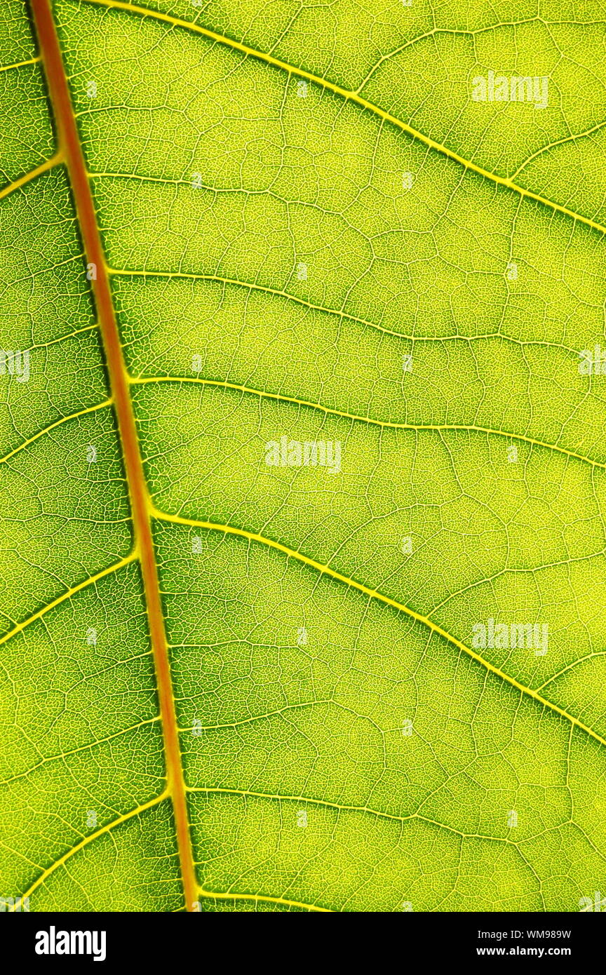 structure texture and pattern of green leaf Stock Photo - Alamy