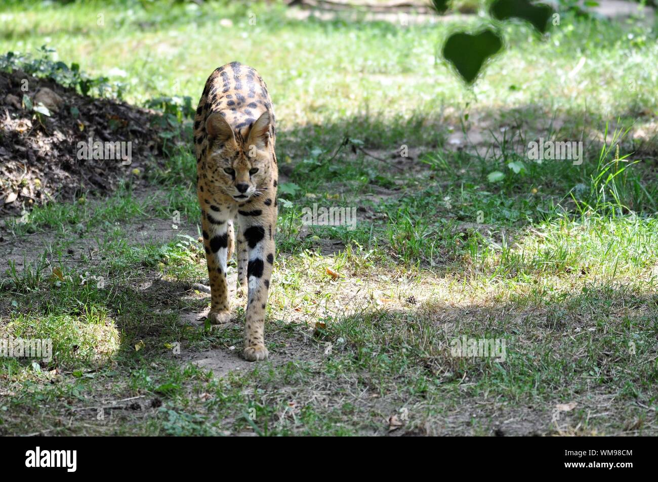 Walking serval hi-res stock photography and images - Alamy