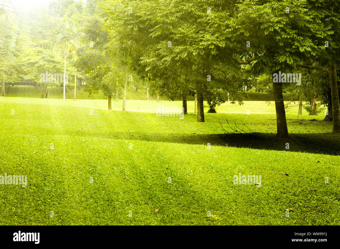 Green field landscape with morning sunlight Stock Photo - Alamy