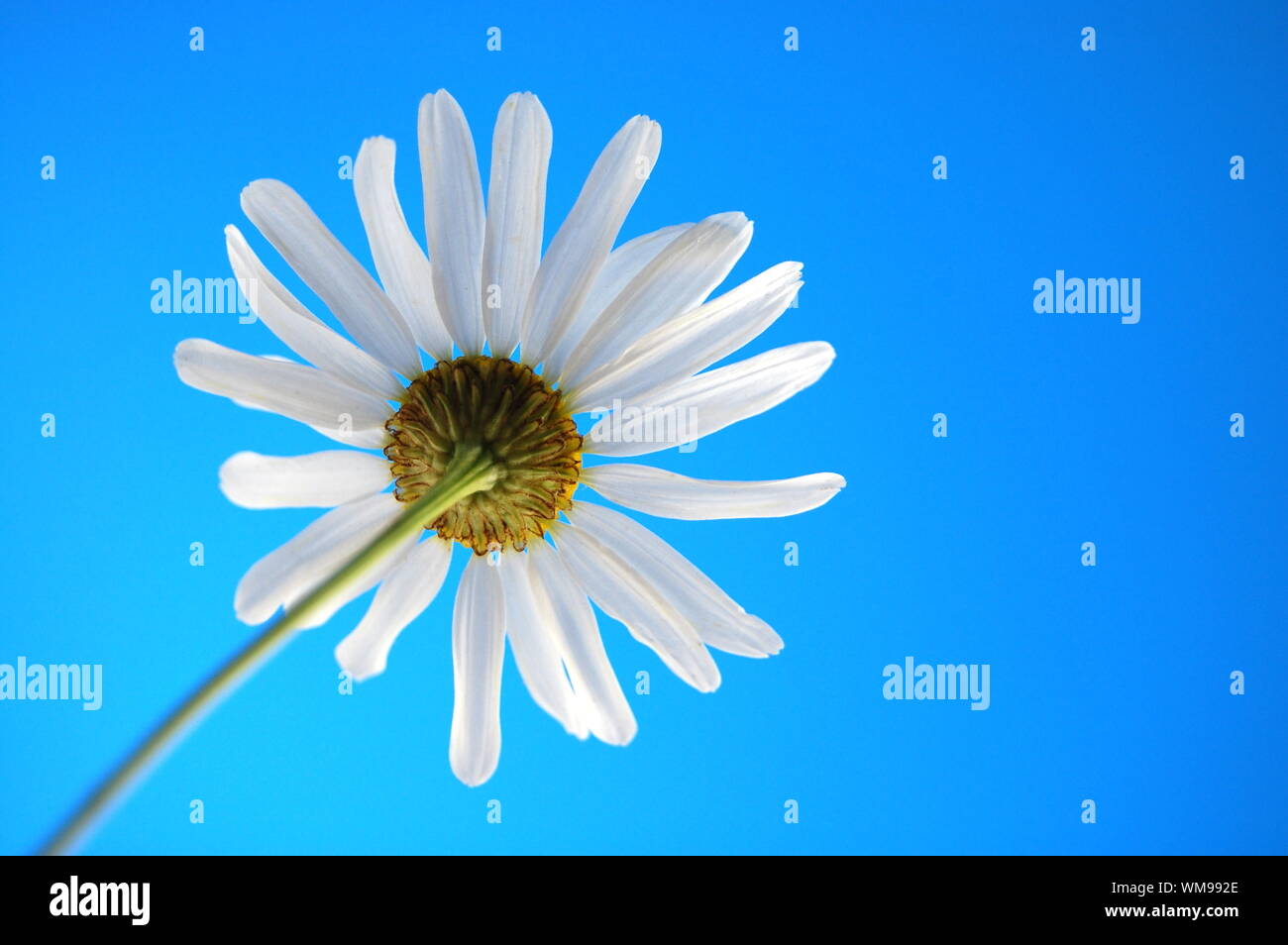 Happy daisy under blue hi-res stock photography and images - Alamy