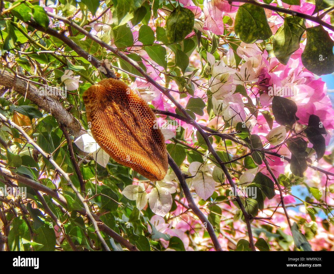 Honeycomb Tree Branch High Resolution Stock Photography and Images - Alamy