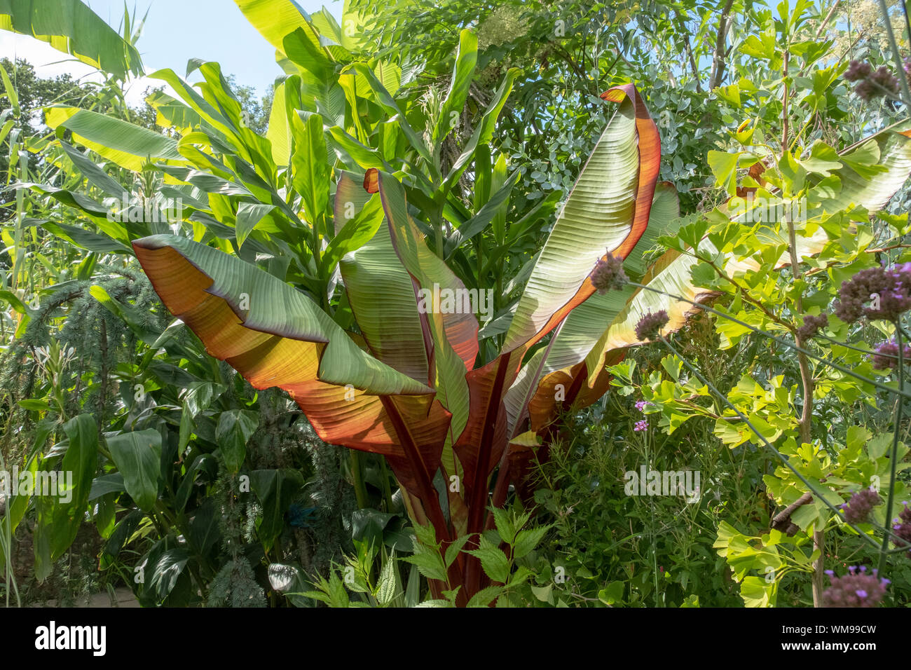 Banana plants garden hi-res stock photography and images - Alamy