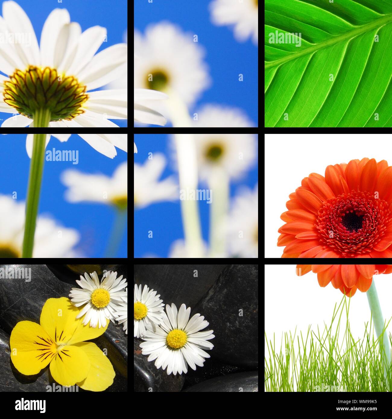 collage or collection of flower images showing summer vacation concept ...