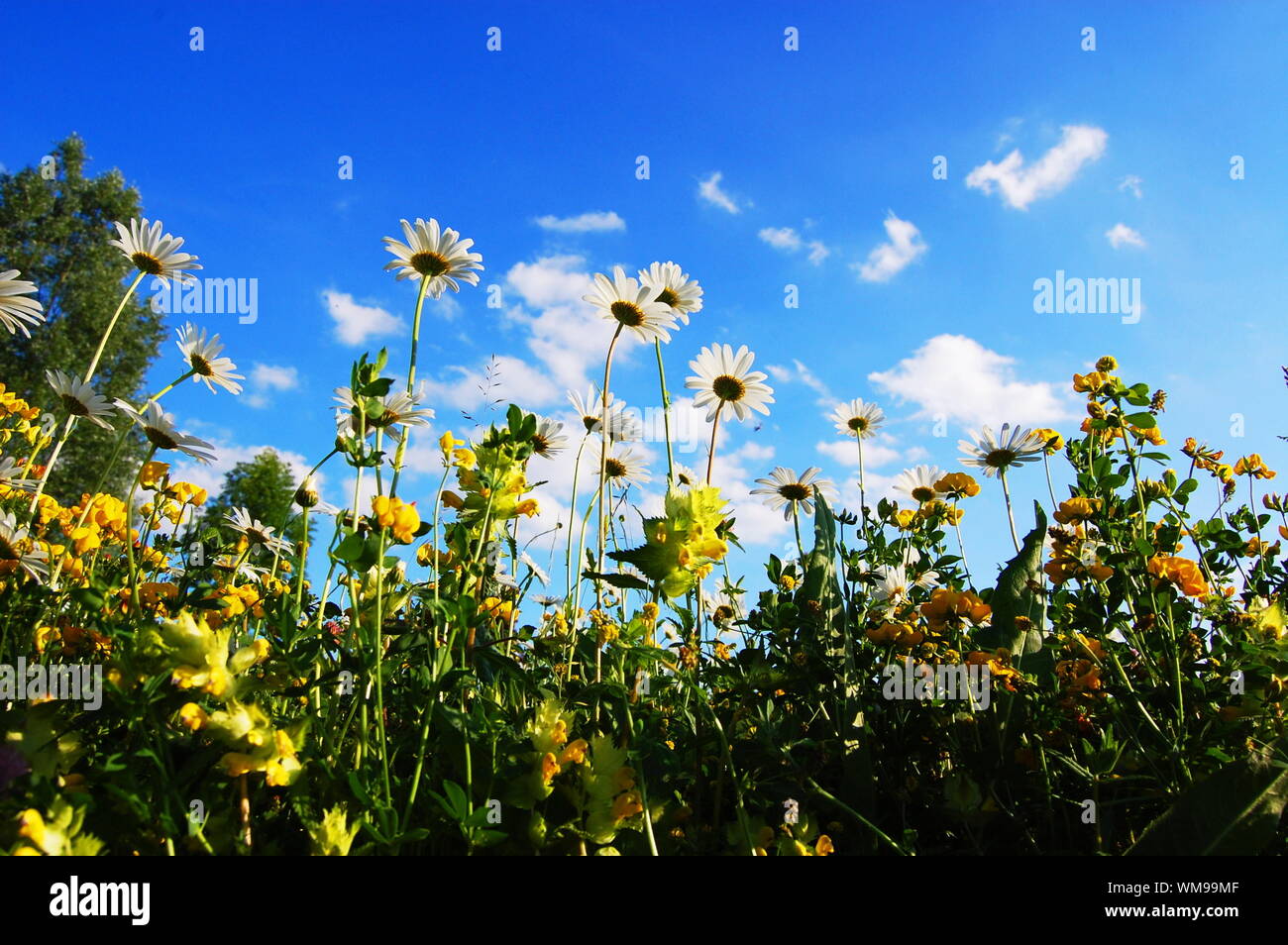 Gerbera daisy from below hi-res stock photography and images - Alamy