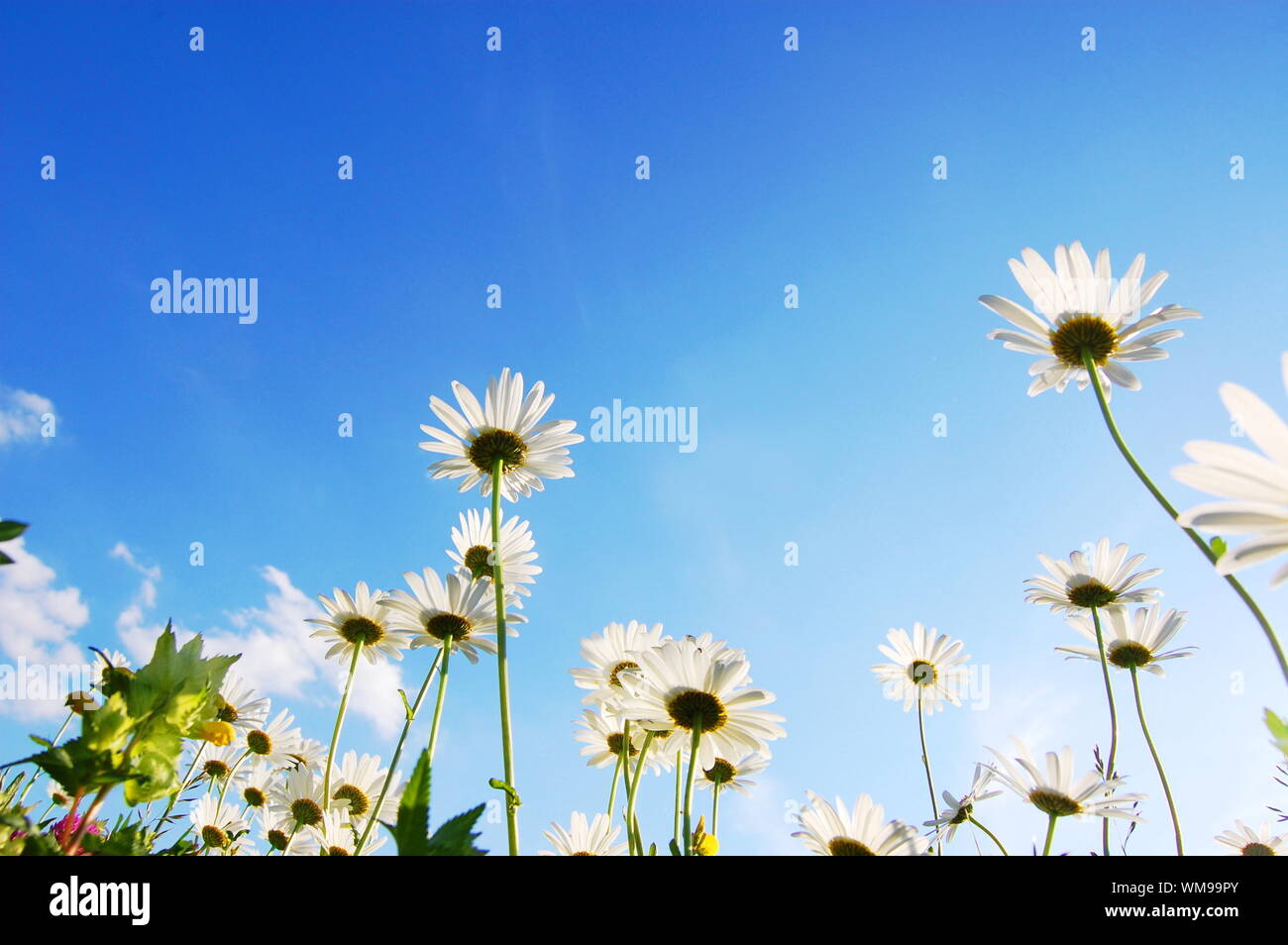 daisy flowers from below under blue sky in summer Stock Photo - Alamy