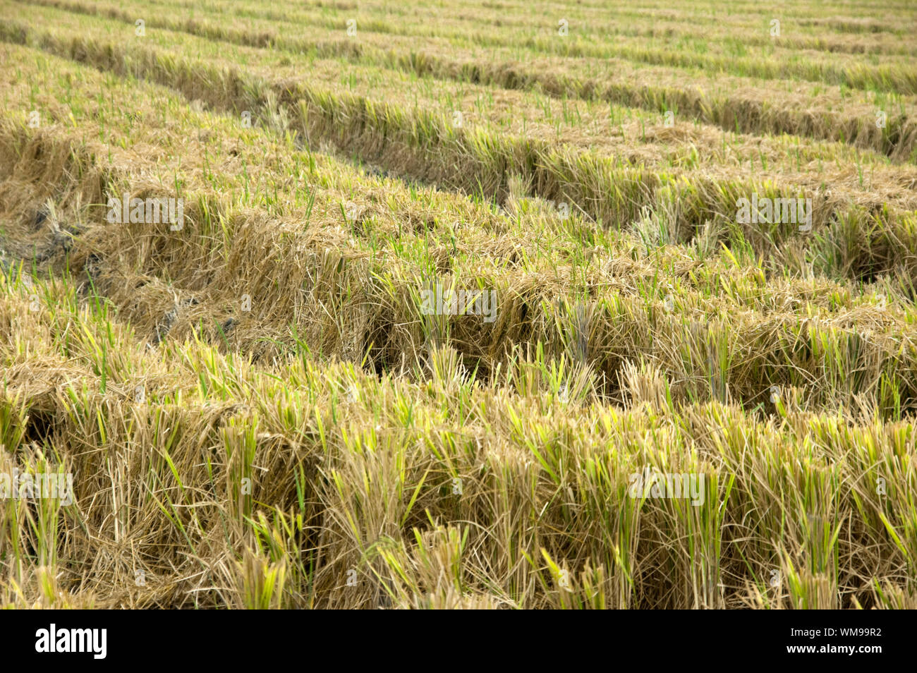 Paddy rice field after harvesting Stock Photo - Alamy