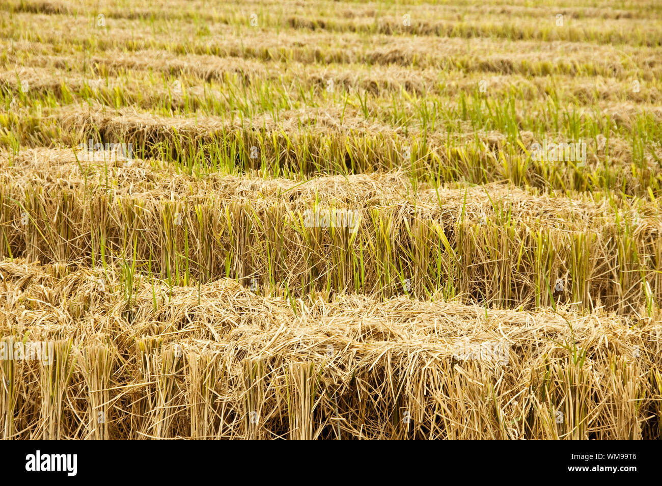 Dry Rice Grass at Jasper Corral blog