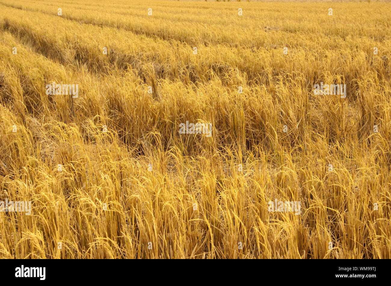 Dry Paddy Field High Resolution Stock Photography and Images - Alamy