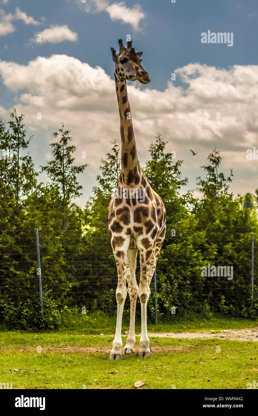 a giraffe standing in its captive habitat Stock Photo - Alamy