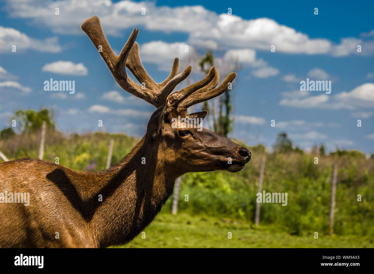 close-up view of a deer in its captive habitat Stock Photo - Alamy