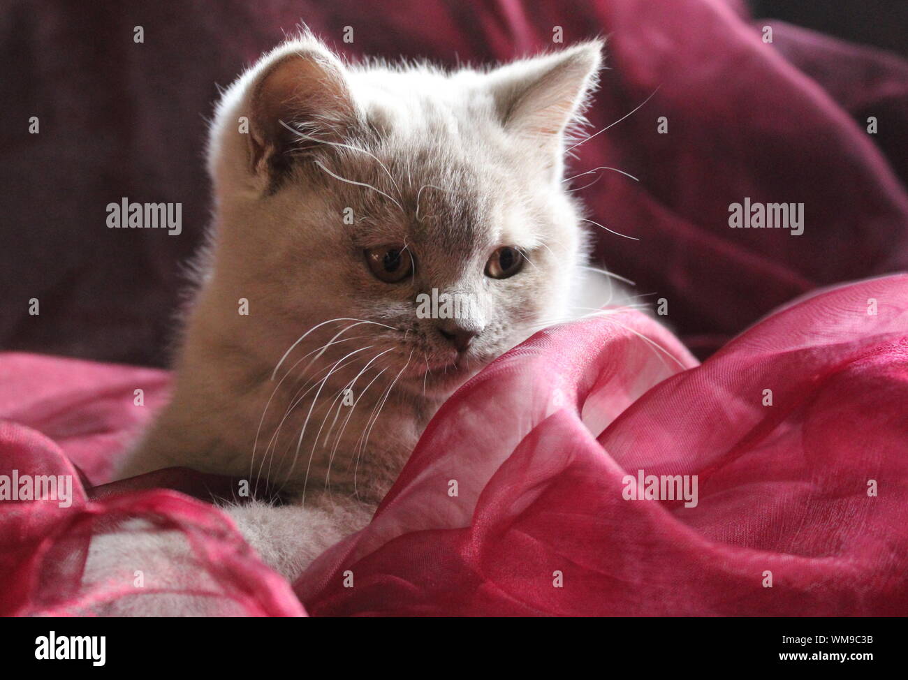 Maroon cat hi-res stock photography and images - Alamy