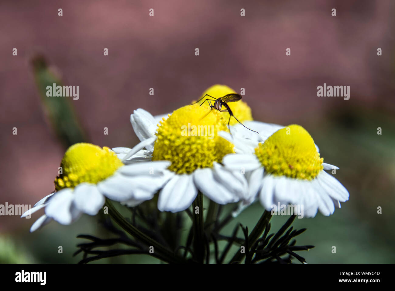 Mosquito flower pollination hi-res stock photography and images - Alamy