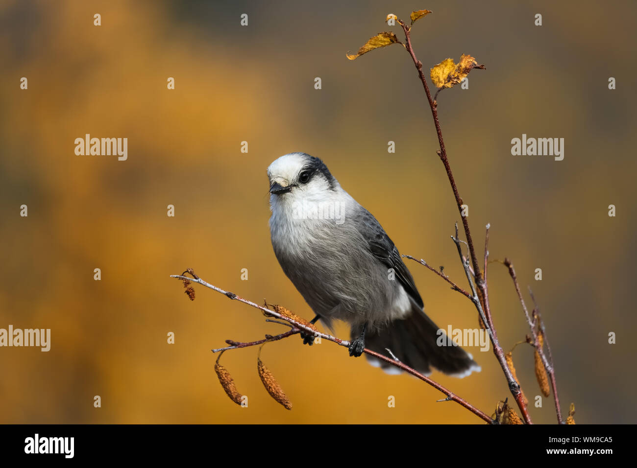 Grey jay sitting on a branch and fall foliage, Chena River, Alaska ...