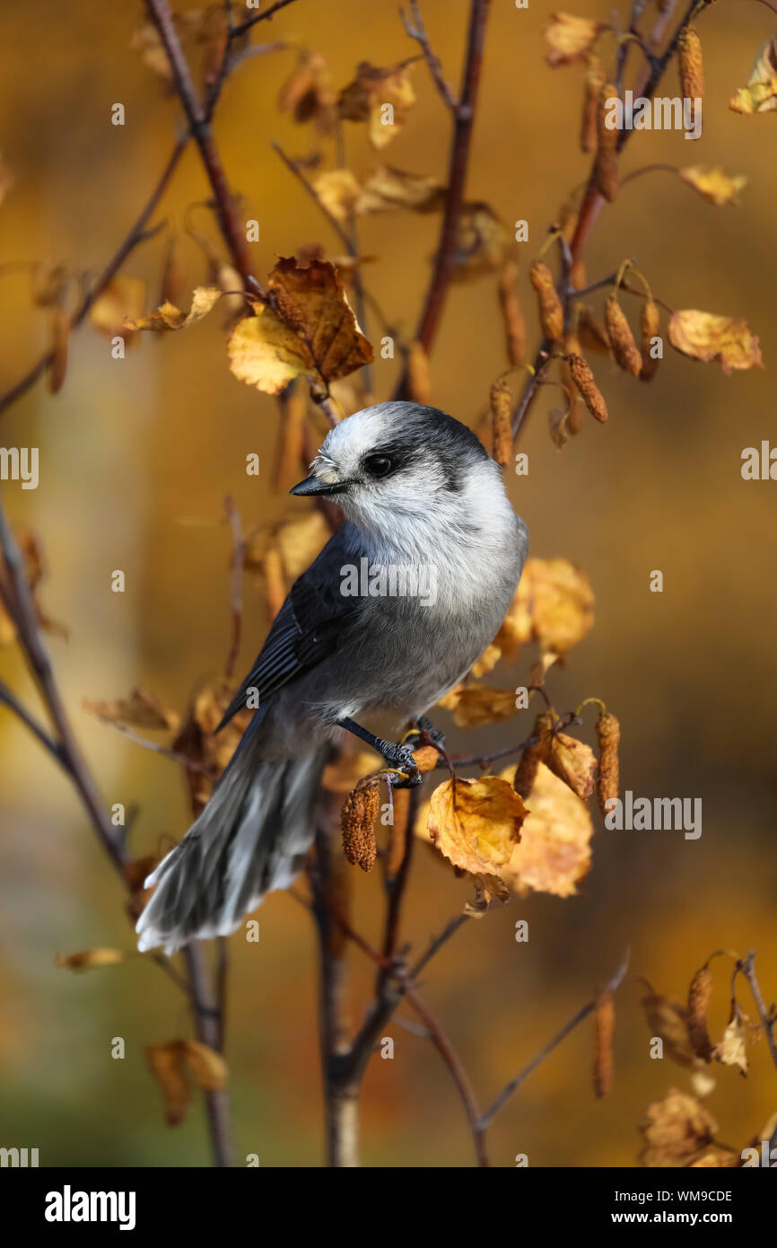 Grey jay sitting on a branch and fall foliage, Chena River, Alaska ...